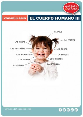 Láminas para trabajar el vocabulario campo semántico el cuerpo humano