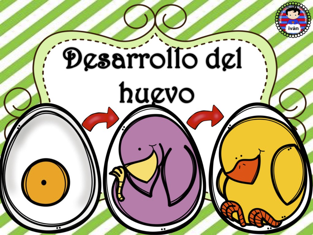 Ciclo de la vida de las Gallinas -Orientacion Andujar