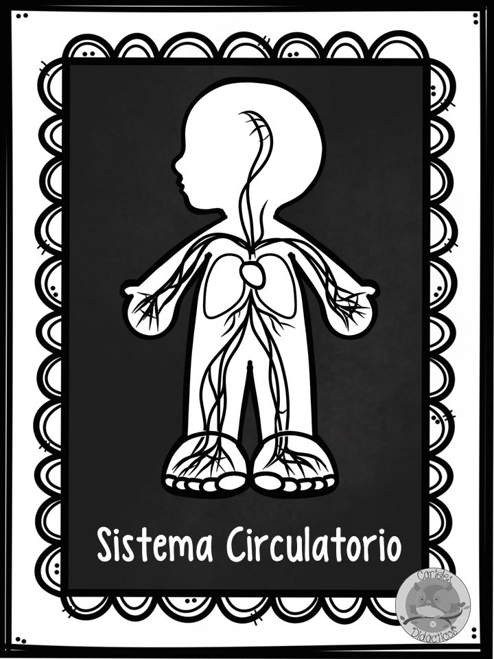 Laminas Para Trabajar El Cuerpo Humano En Primaria 40 Orientación