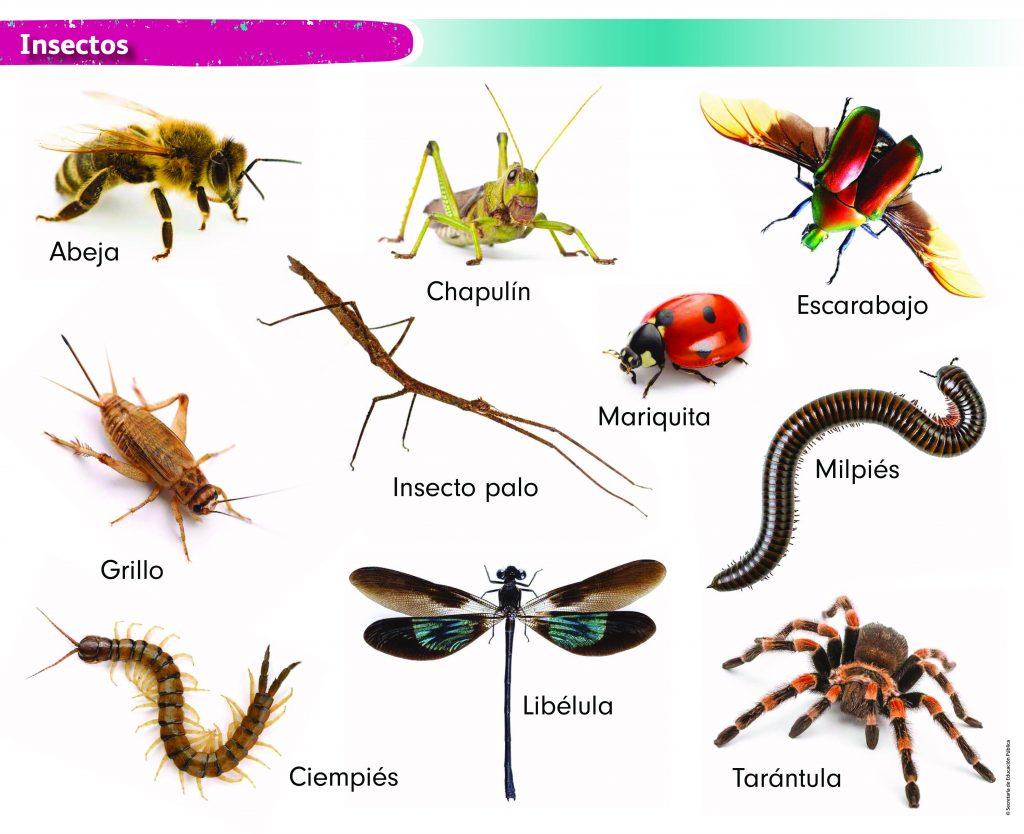 laminas didacticas18 - Orientación Andújar - Recursos Educativos