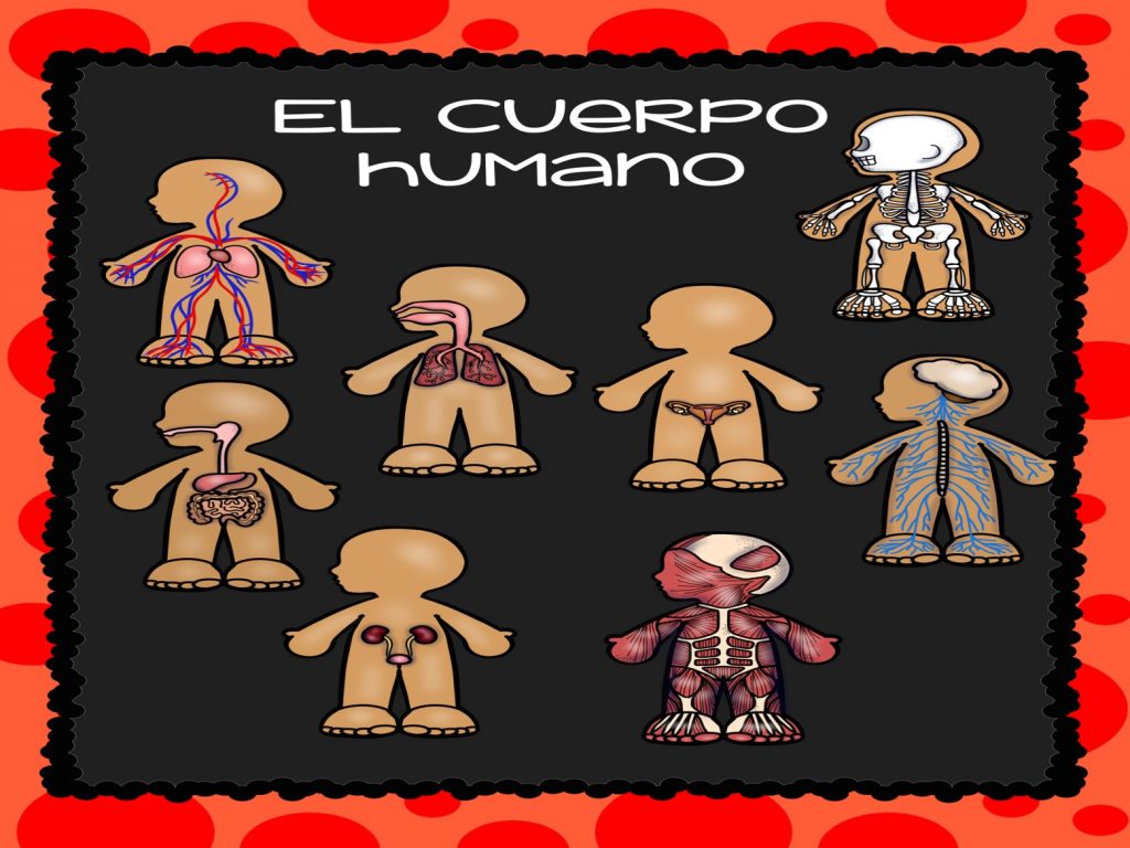 Conjunto de láminas para trabajar los aparatos y sistemas de cuerpo ...