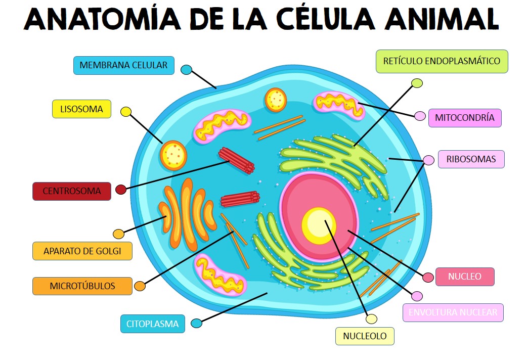 La Célula Animal Colorear Y Completar Primaria Editable 2