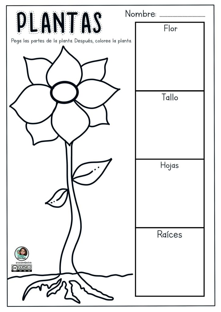 Las plantas foldables, recortes o para colorear -Orientacion Andujar