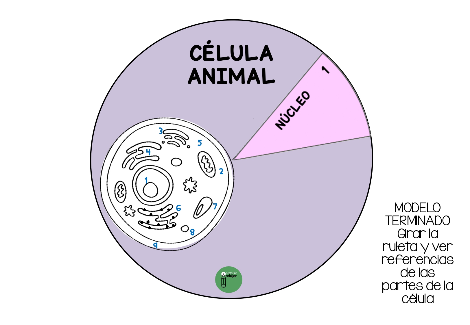 Recurso didáctico ilustrativo: Aprendemos las partes de la célula ...