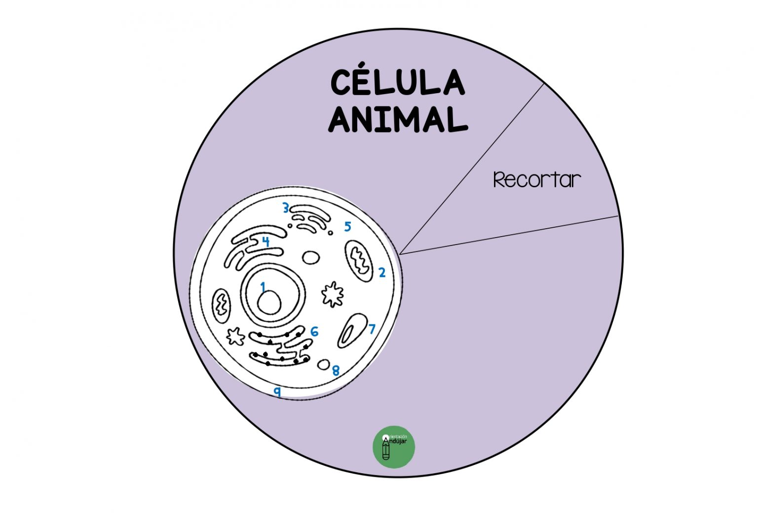 Recurso didáctico ilustrativo: Aprendemos las partes de la célula ...