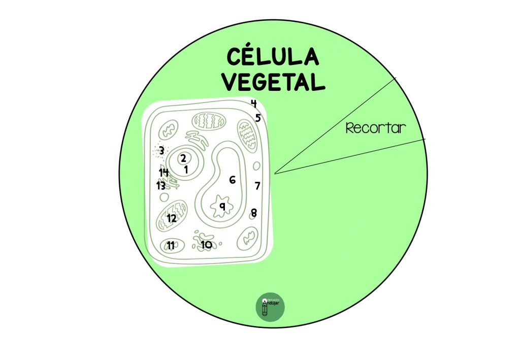 Recurso didáctico ilustrativo: Aprendemos las partes de la célula ...