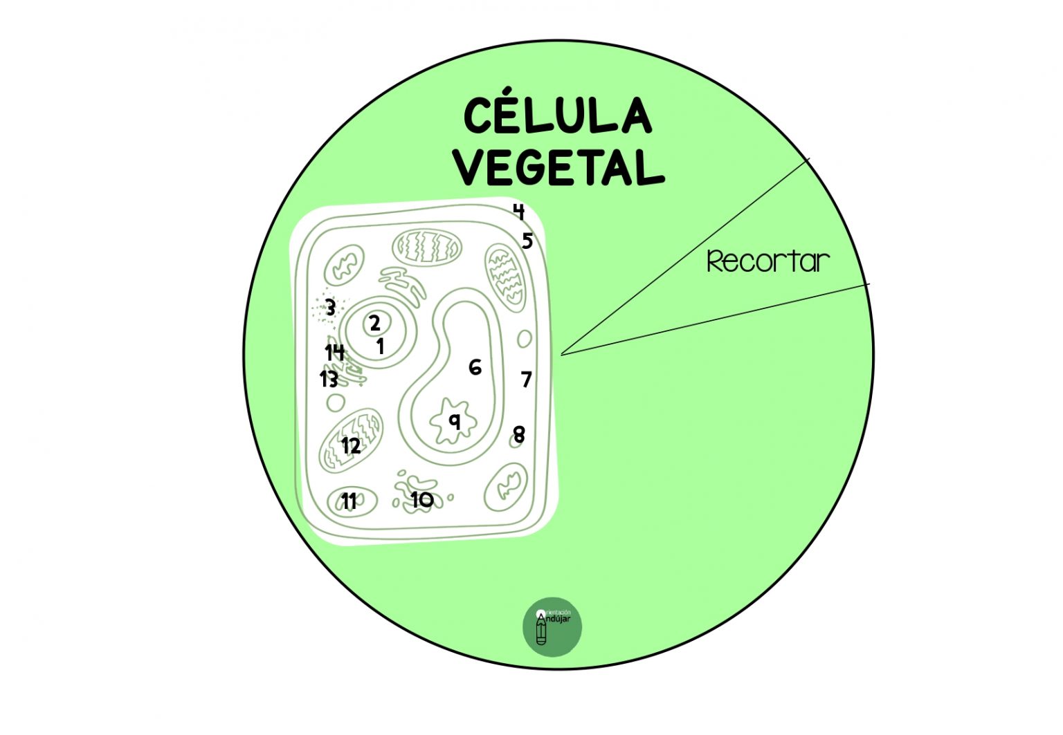 Recurso didáctico ilustrativo: Aprendemos las partes de la célula ...