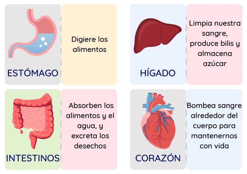 Colección flashcards: Órganos del cuerpo - Orientacion Andujar