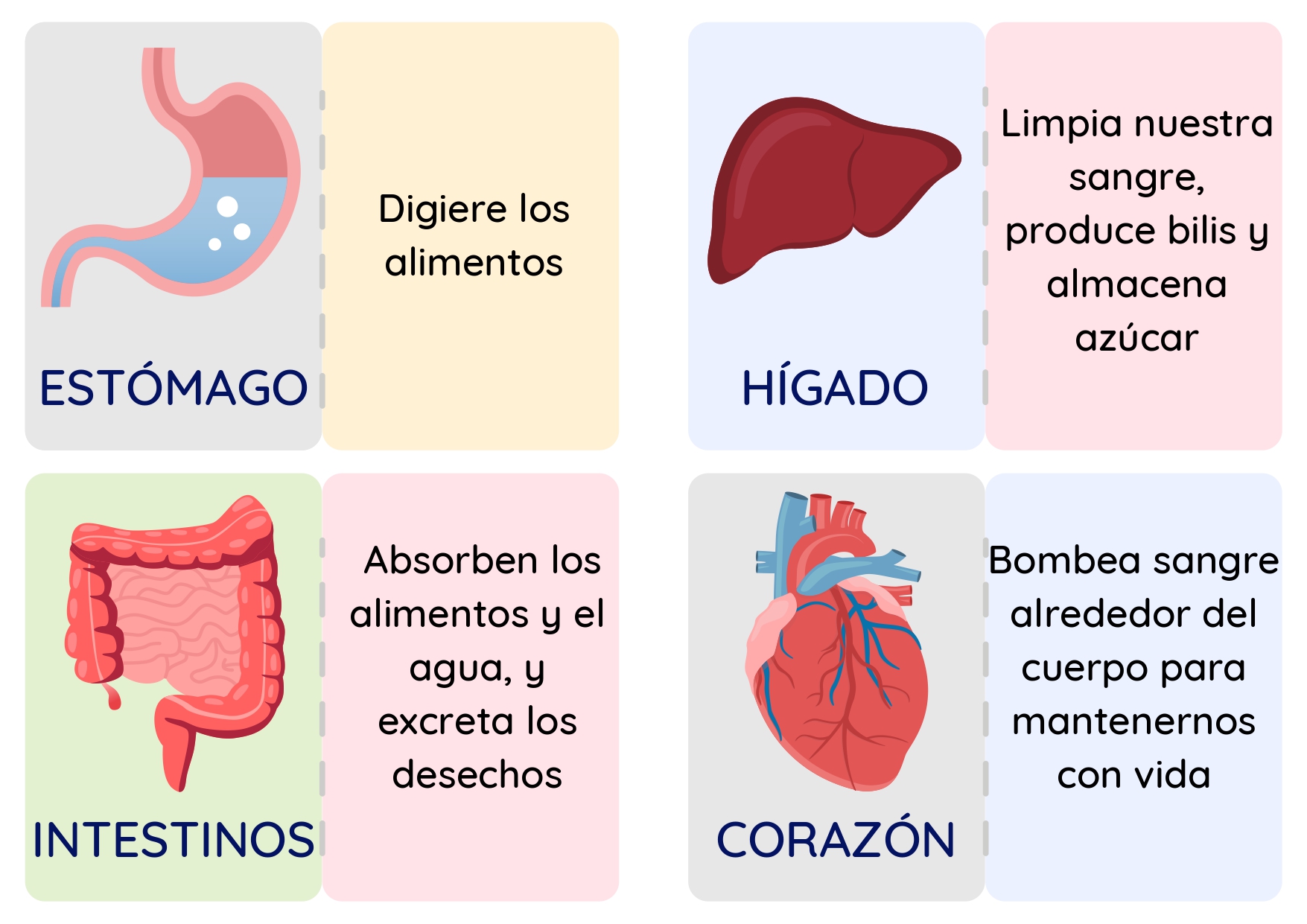 Colección flashcards: Órganos del cuerpo - Orientacion Andujar