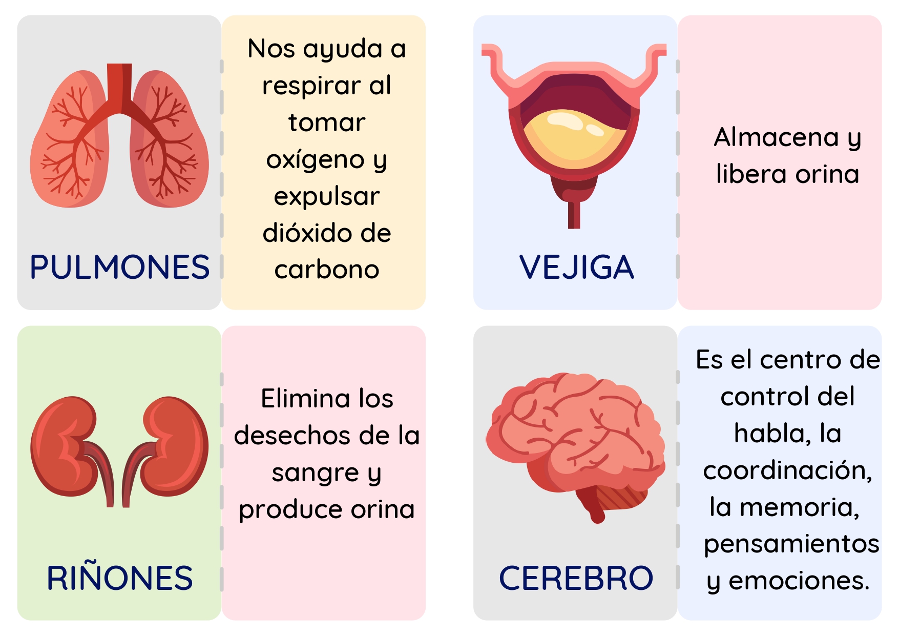 Colección flashcards: Órganos del cuerpo - Orientacion Andujar