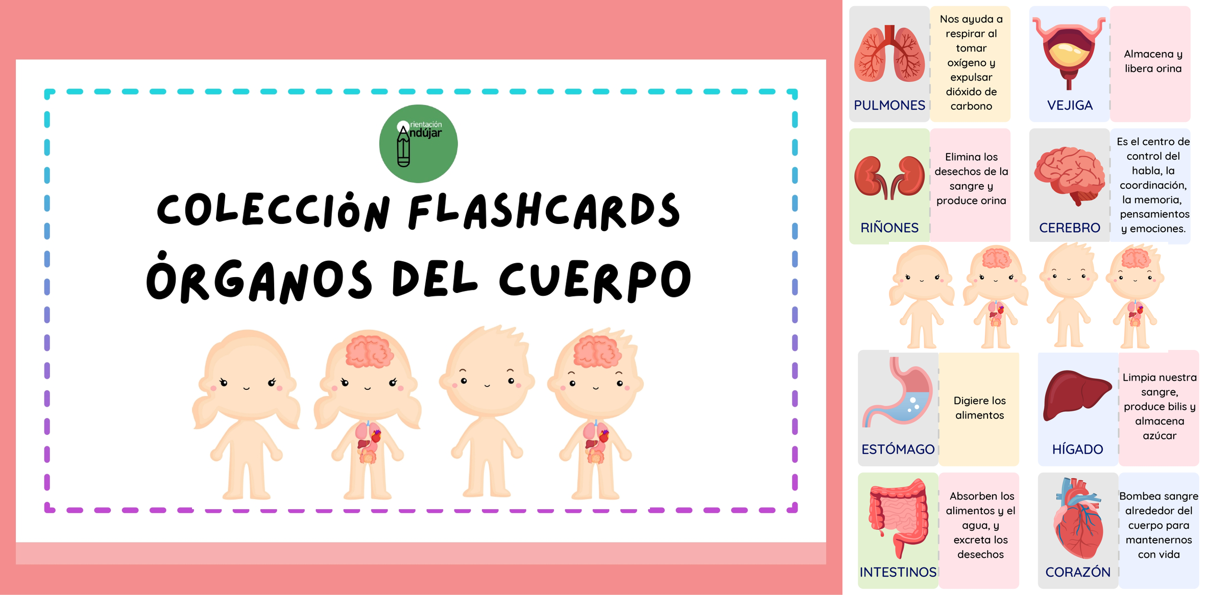 Colección flashcards: Órganos del cuerpo - Orientacion Andujar