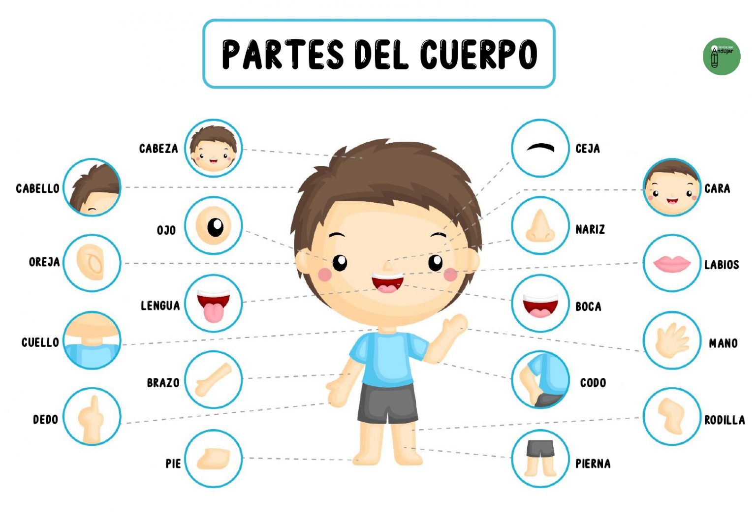 Preciosas láminas geniales para trabajar de las partes del cuerpo ...