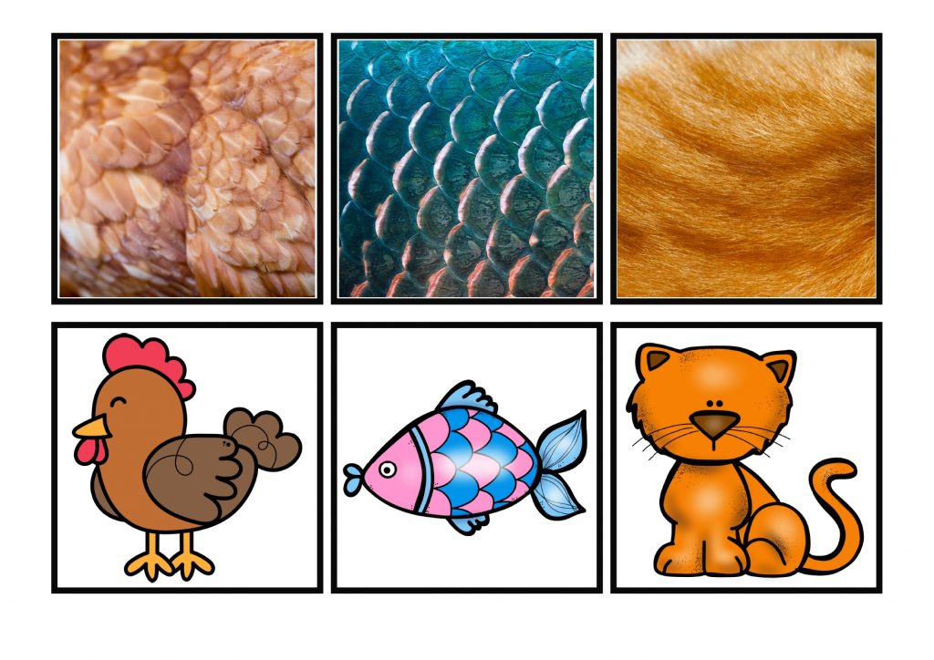 Súper memory animales-piel - Orientacion Andujar