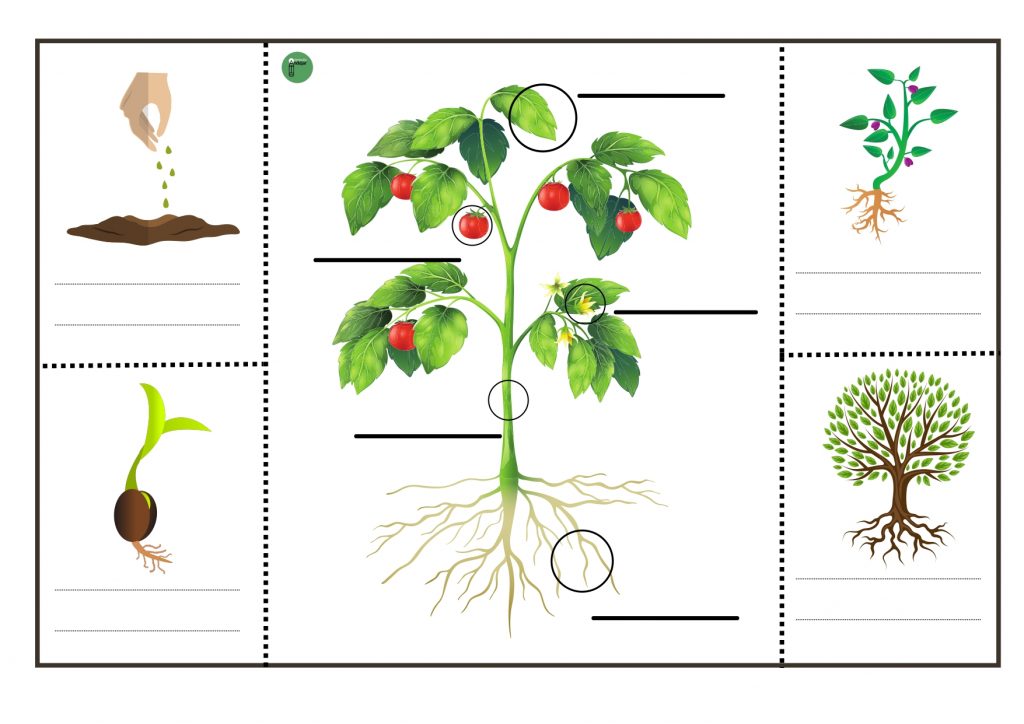 FOLDABLE: las plantas - Orientacion Andujar