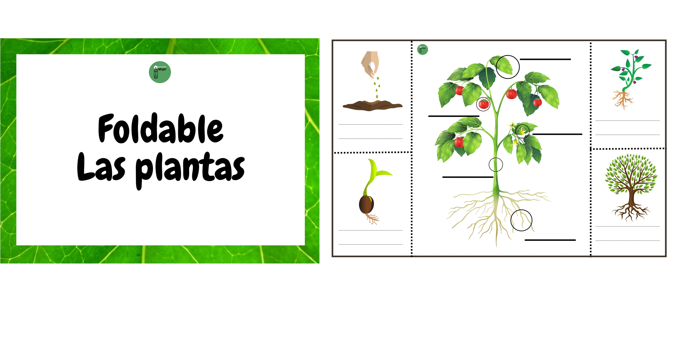 FOLDABLE: las plantas - Orientacion Andujar