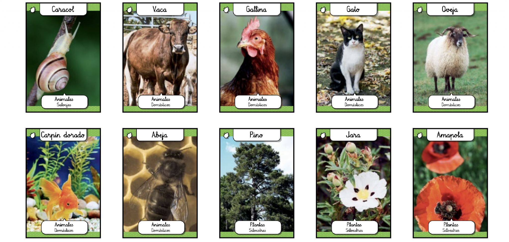 Tarjetas de información Para investigar Ciencias Naturales 1.º ...