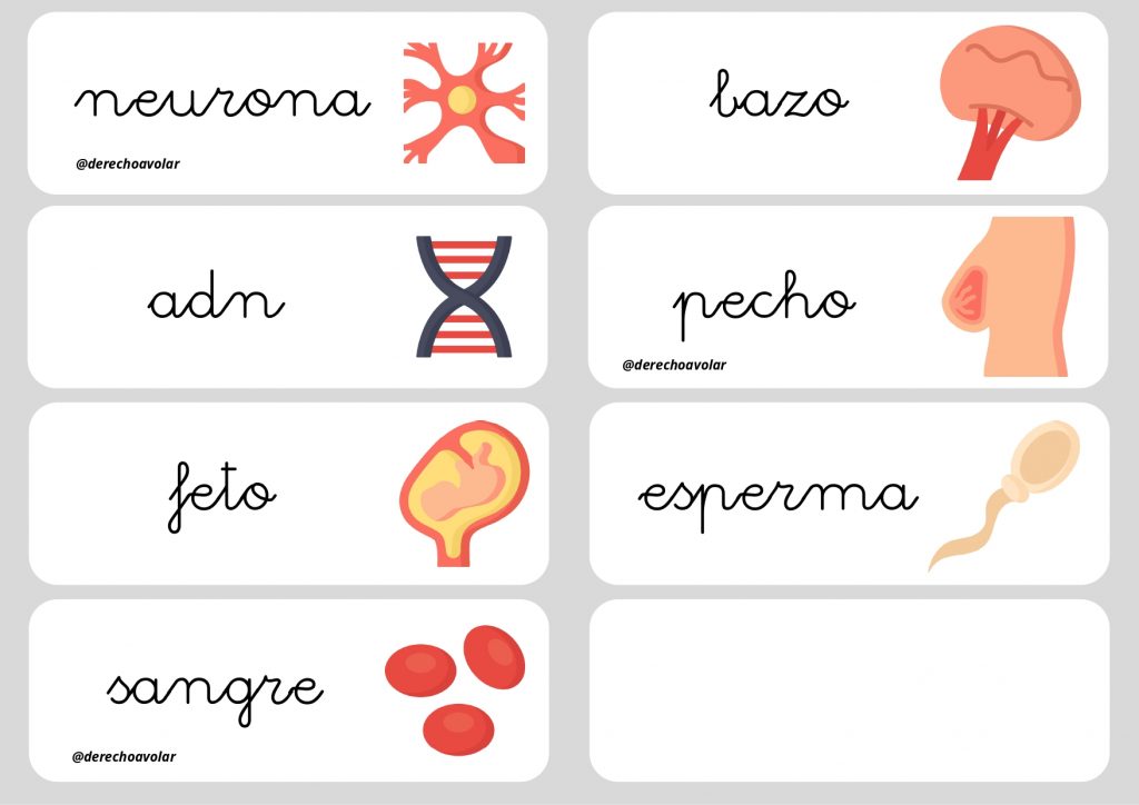 Tarjetas de partes del cuerpo y organos humanos Vocabulario de ciencias ...
