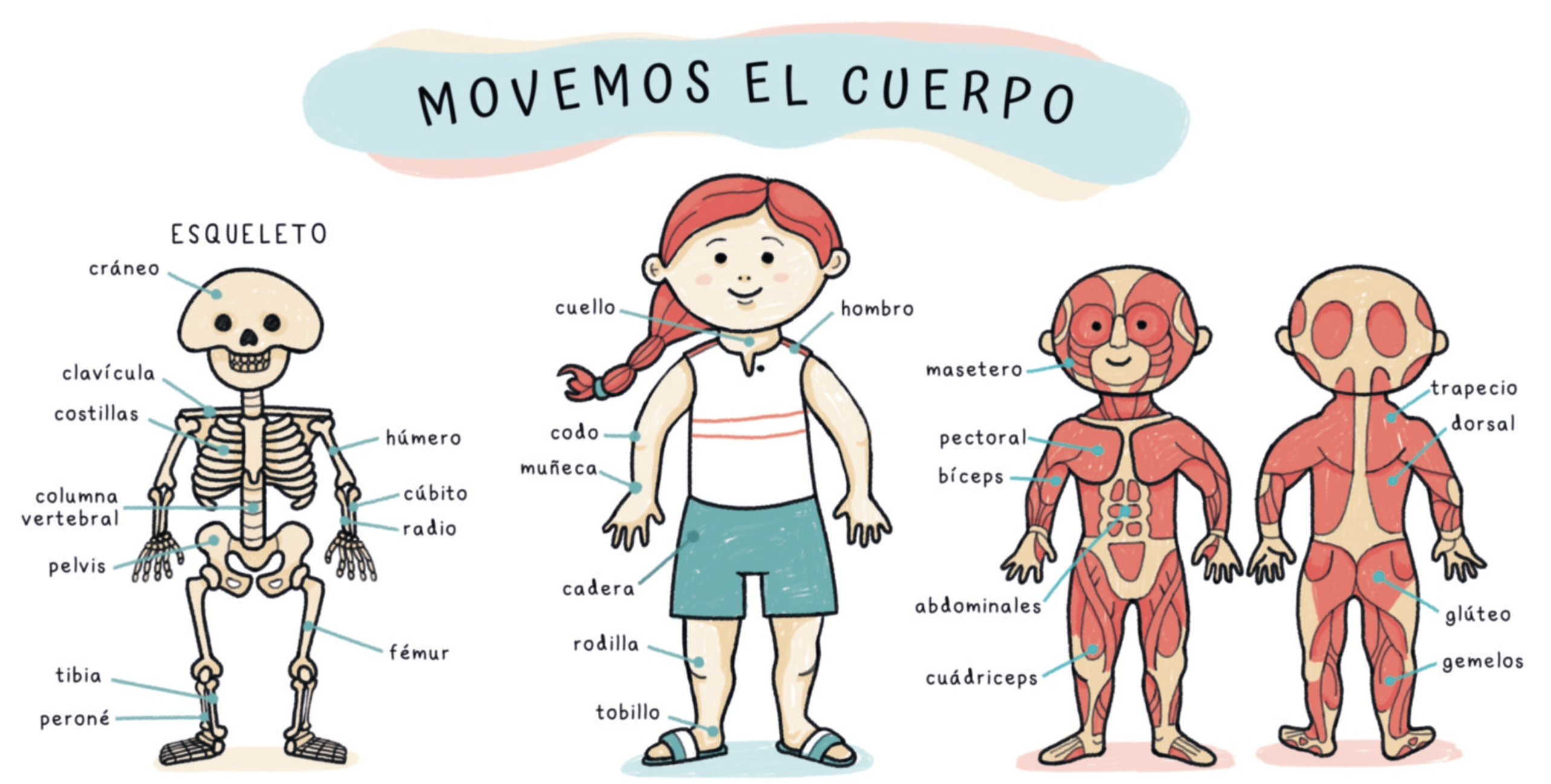 Laminas Del Cuerpo Humano Con Nombres