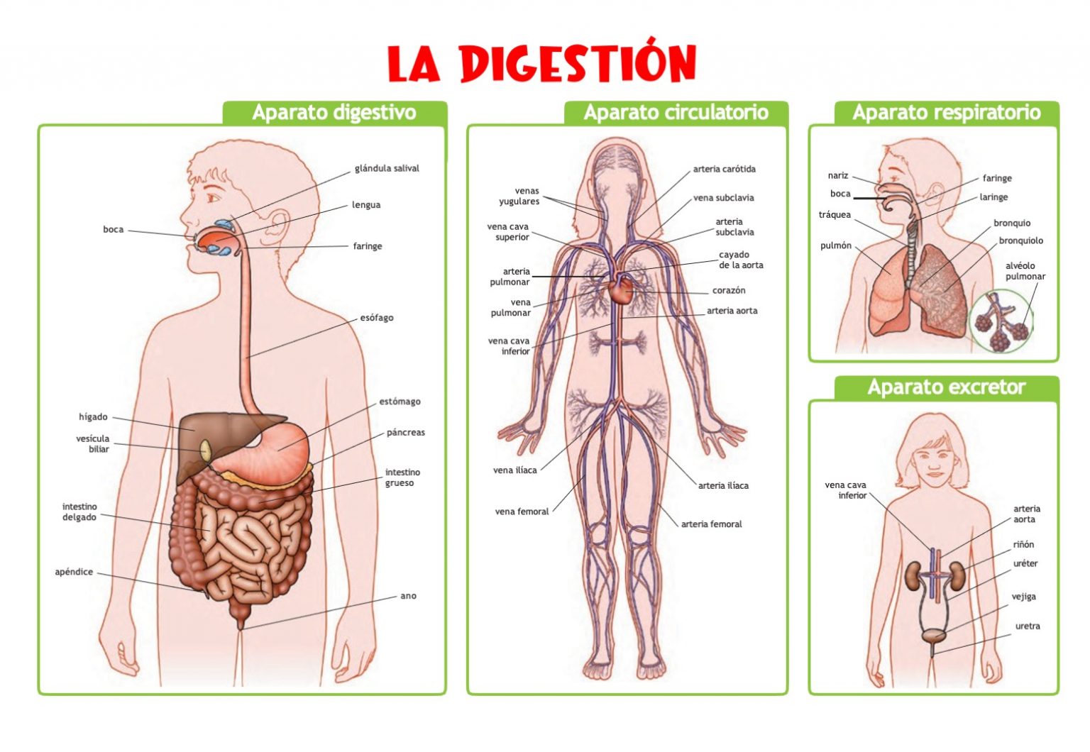 LAMINAS DEL CUERPO HUMANO SISTEMAS Y APARATOS PARA PRIMARIA -Orientacion Andujar