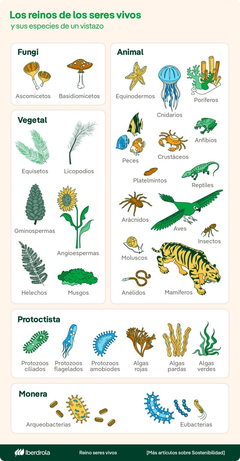 REFERENTES DIDÁCTICOS SERES VIVOS LOS 5 REINOS -Orientacion Andujar