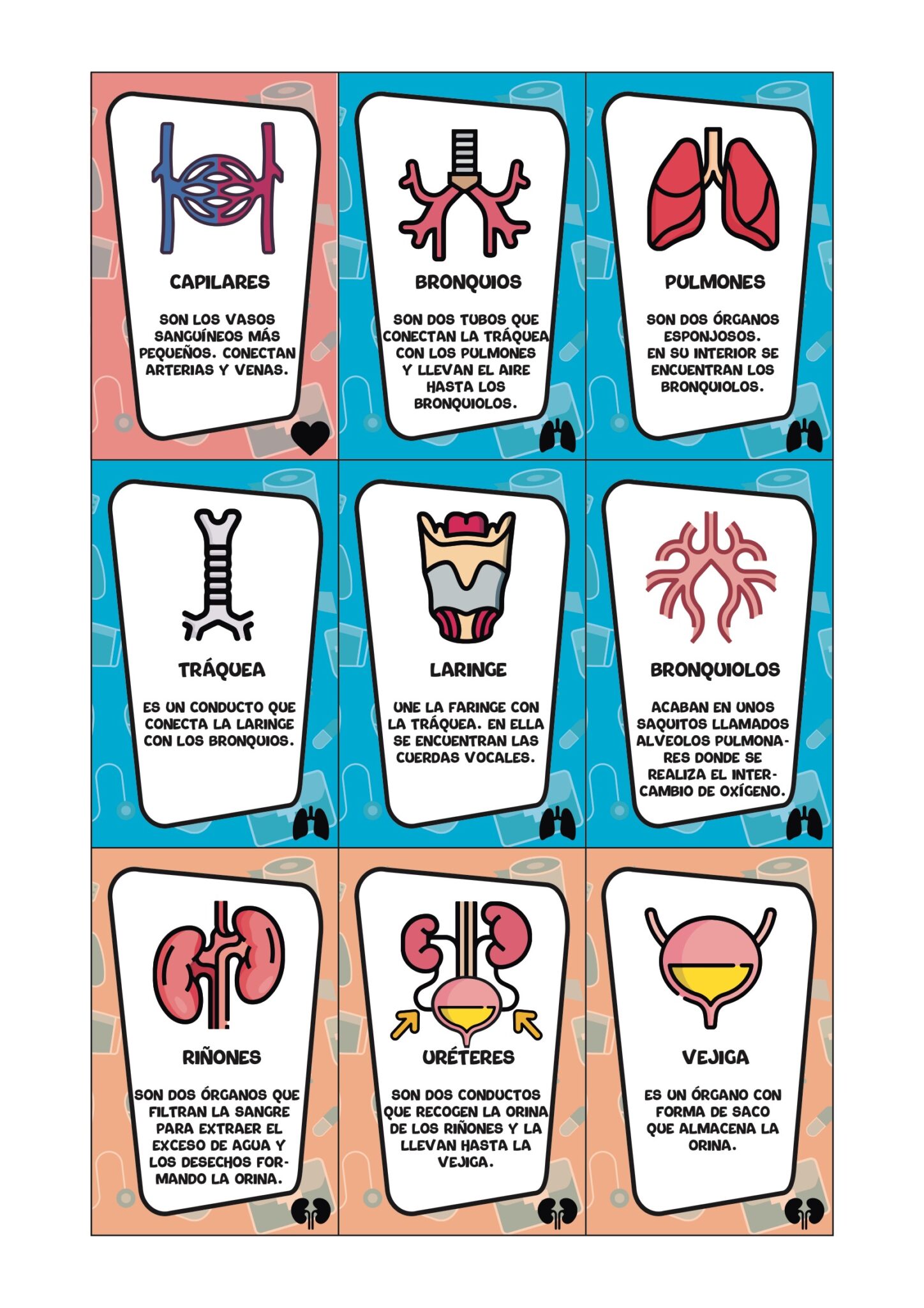 APRENDEMOS EL EL CUERPO HUMANO ¡HOSPITAL FATAL! juego de mesa ...