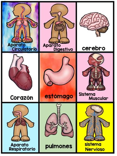 Bingo memory de órganos y sistemas del cuerpo humano -Orientacion Andujar