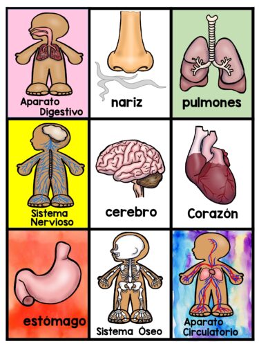 Bingo memory de órganos y sistemas del cuerpo humano -Orientacion Andujar
