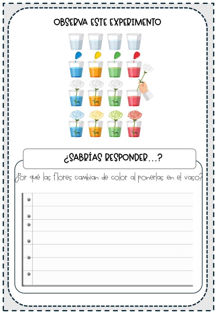 Experimento flores cambian de color capilaridad ficha de trabajo ...