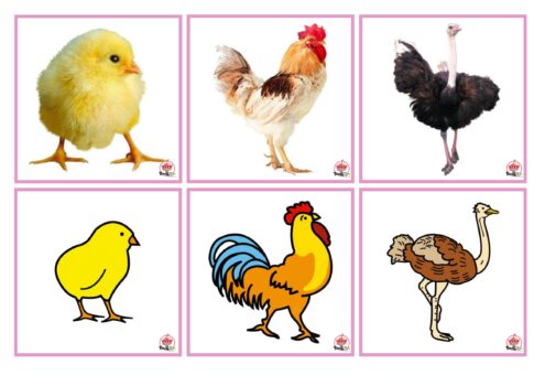 MI CUADERNO DE ASOCIACIÓN foto-picto 50 páginas - Orientacion Andujar