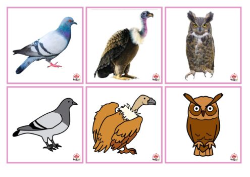 MI CUADERNO DE ASOCIACIÓN foto-picto 50 páginas - Orientacion Andujar