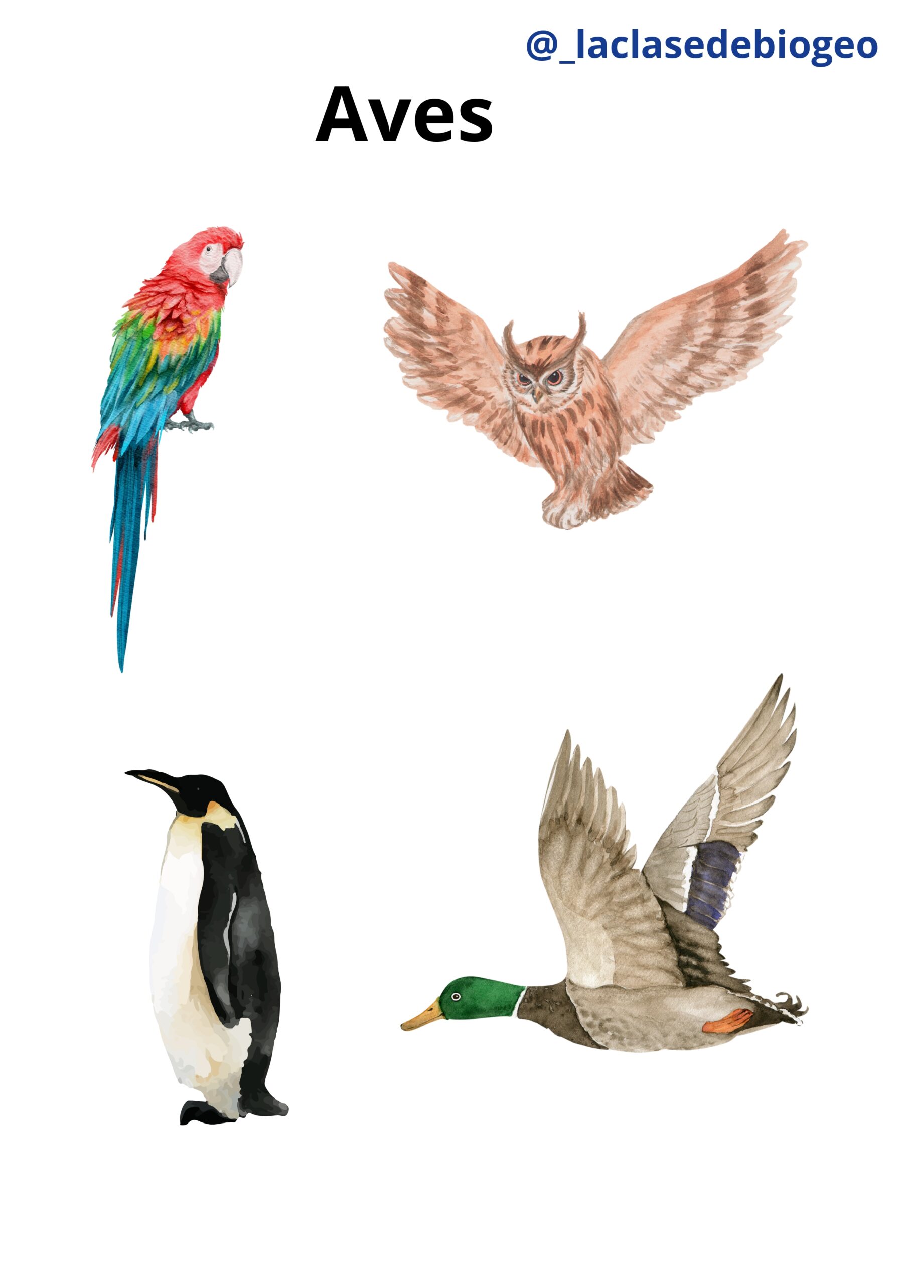 Clasificación de los Vertebrados y sus Ecosistemas: ¡Un Viaje por la ...