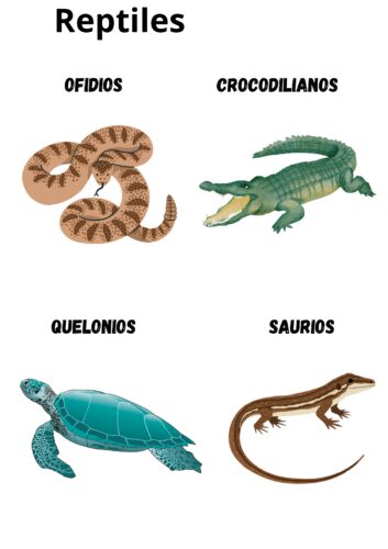 Clasificación de los Vertebrados y sus Ecosistemas: ¡Un Viaje por la ...