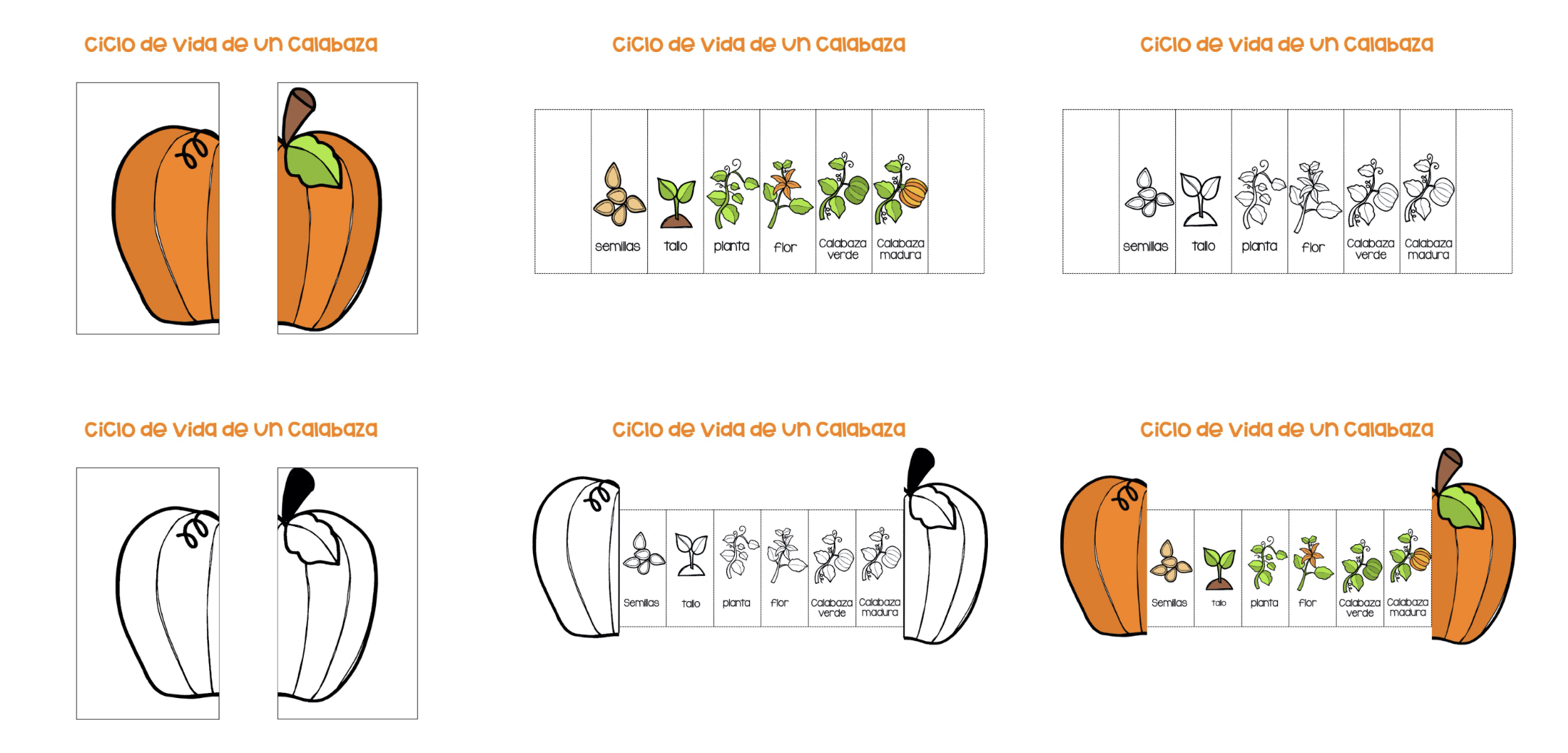 foldable ciclo de la vida de la calabaza - Orientación Andújar ...