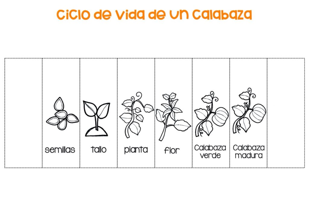 foldable ciclo de la vida de la calabaza - Orientacion Andujar