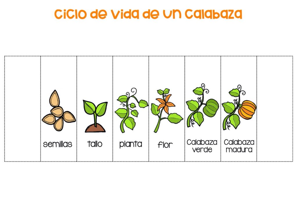 foldable ciclo de la vida de la calabaza - Orientacion Andujar