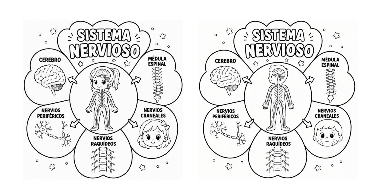 Láminas didacticas Aprende y colorea el sistema nervioso - Orientacion ...